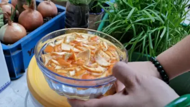 橘子皮小用处!你们知道橘子皮水还能用来浇花吗?
