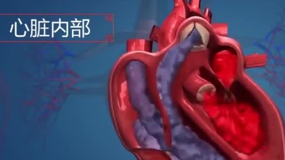 人体发动机 高清动画演示心脏跳动过程!