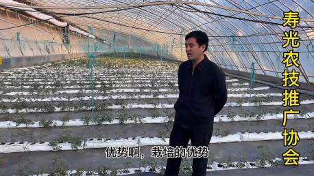 无土栽培有土壤种植不能取代的3个优势,是未来农业的发展方向!