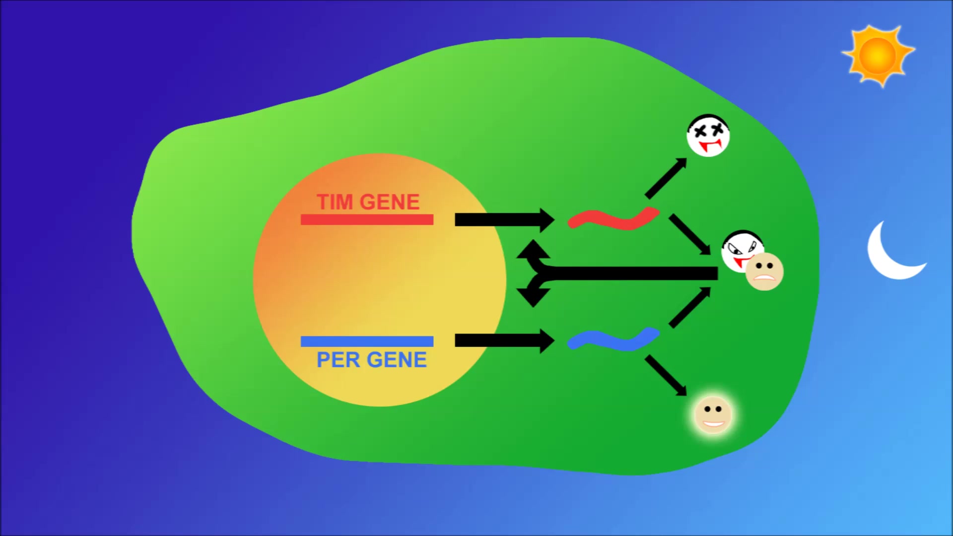 细胞生物学动画第三部分