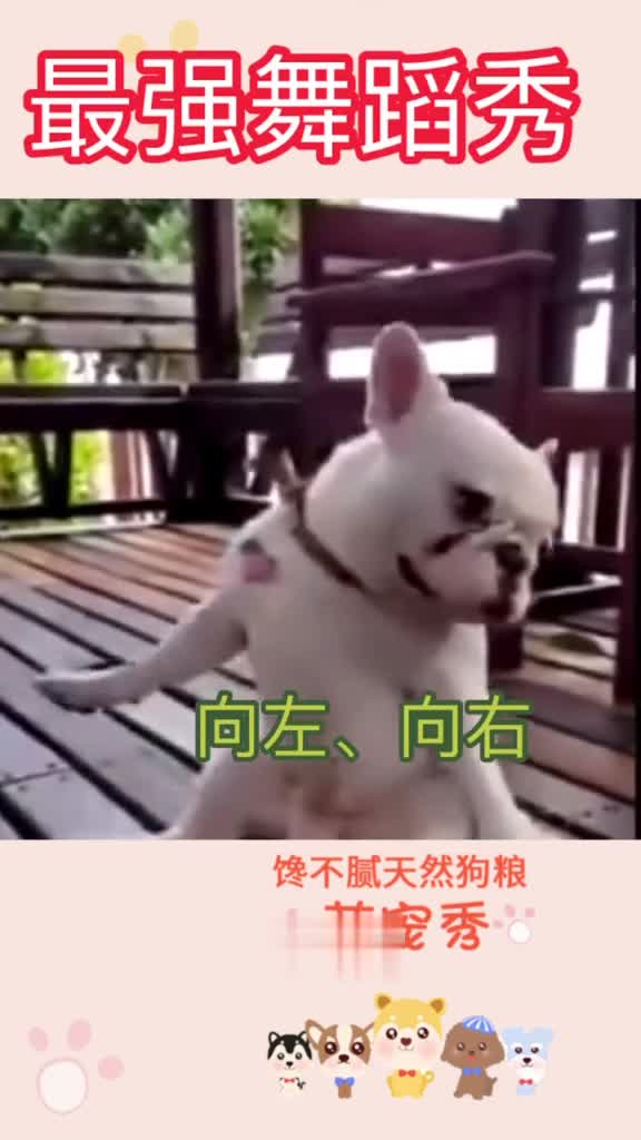 狗狗需最强舞蹈秀,个个是高手萌宠 搞笑 狗 跳舞 馋不腻狗粮