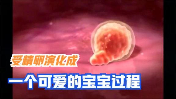 动画科普|从受精卵到婴儿的1到9周,不得不感叹生命的神奇