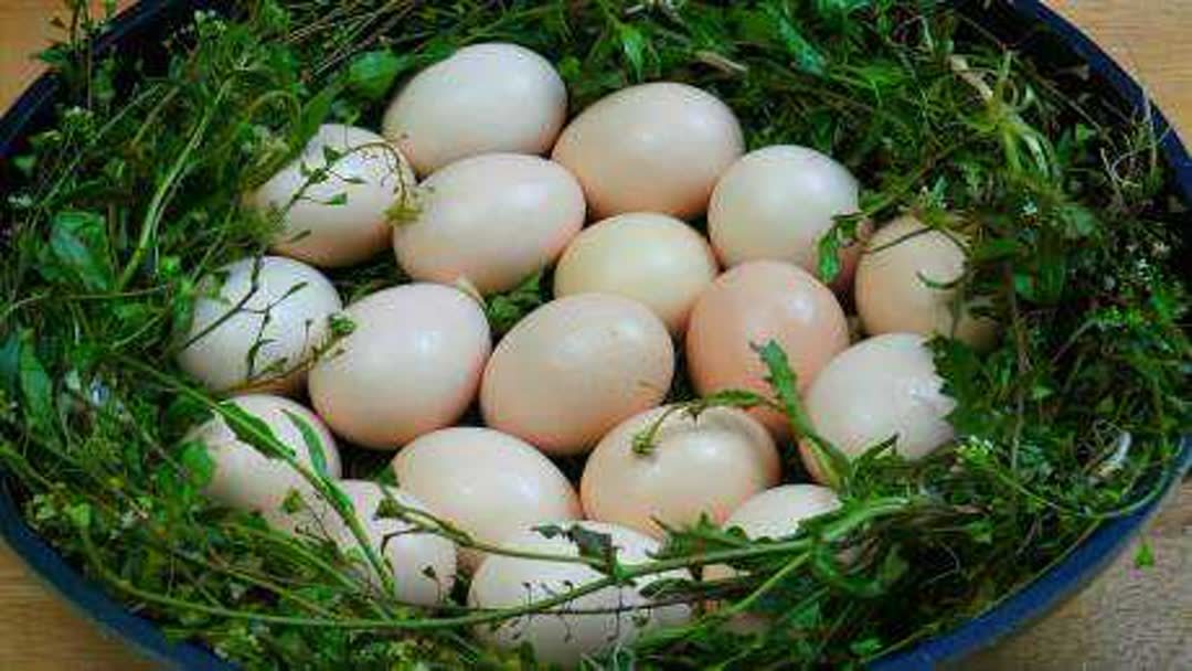 荠菜煮鸡蛋有什么好处?春天了,给家人煮上一锅,好吃又健康