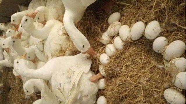 新型冠状病毒疫情下,哪些便宜的单一饲料可以用来喂蛋鹅