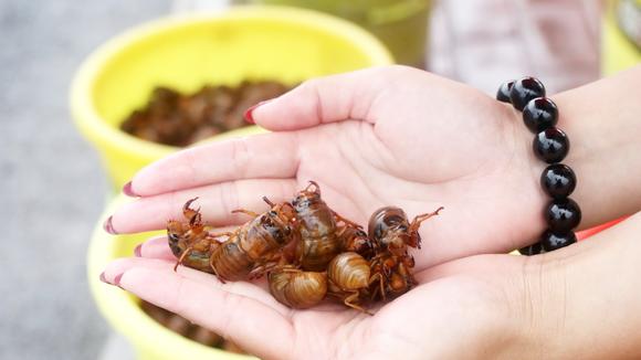 农村大叔包140亩梨树,每天摸2万只金蝉,净赚万元