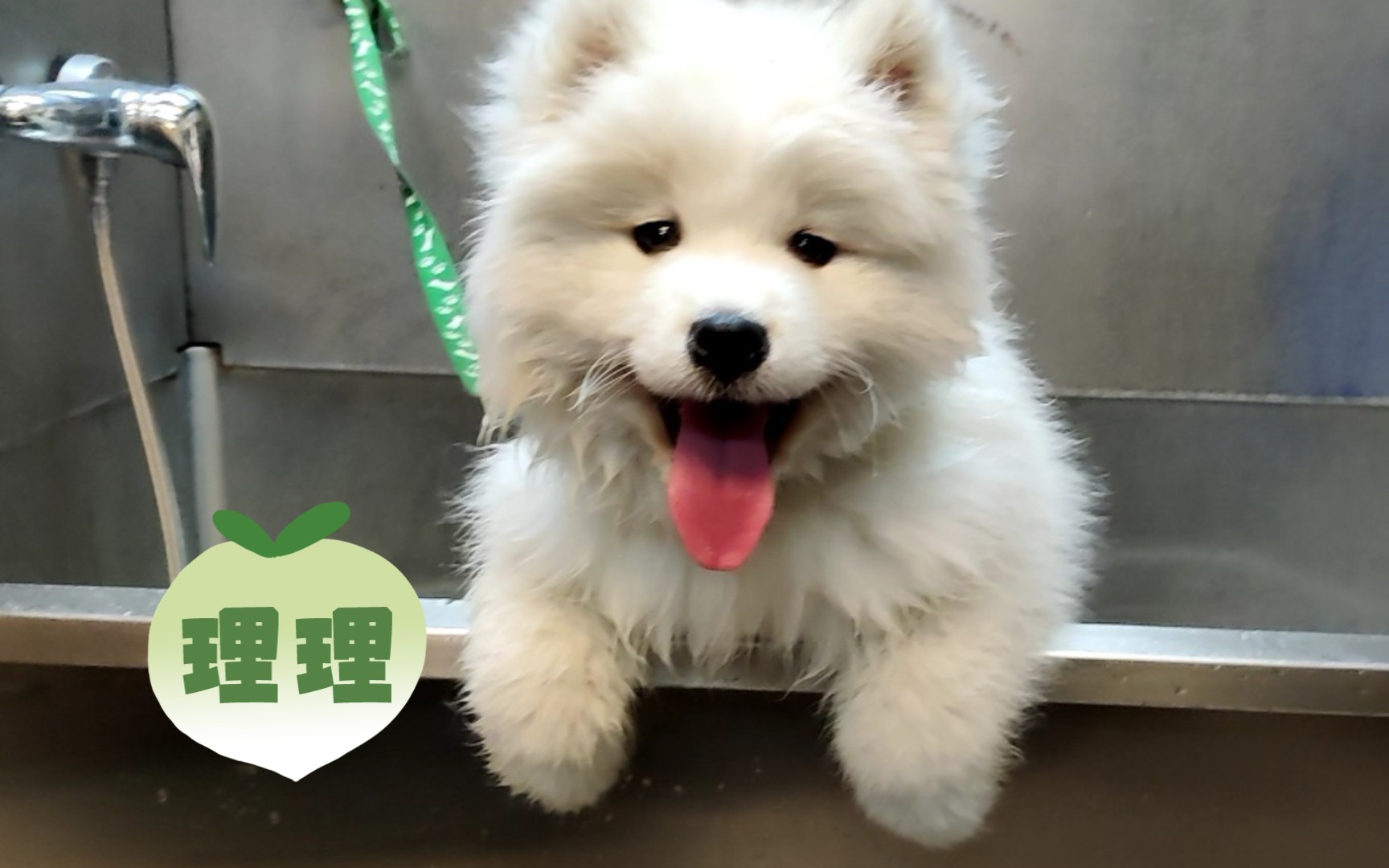 【治愈系】小狗狗宠物店洗澡全过程(下)