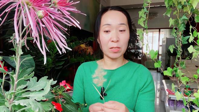 你知道哪些植物传播种子的方法