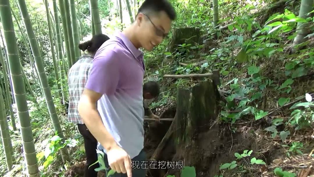 农村小伙上山挖大树根还真有一套,挖几下就起来了!