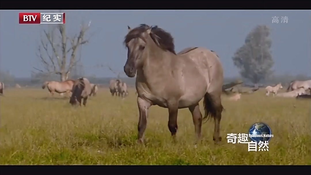 动物界的权力之争:种马领袖被挑战,年轻公马能否成为新领袖!