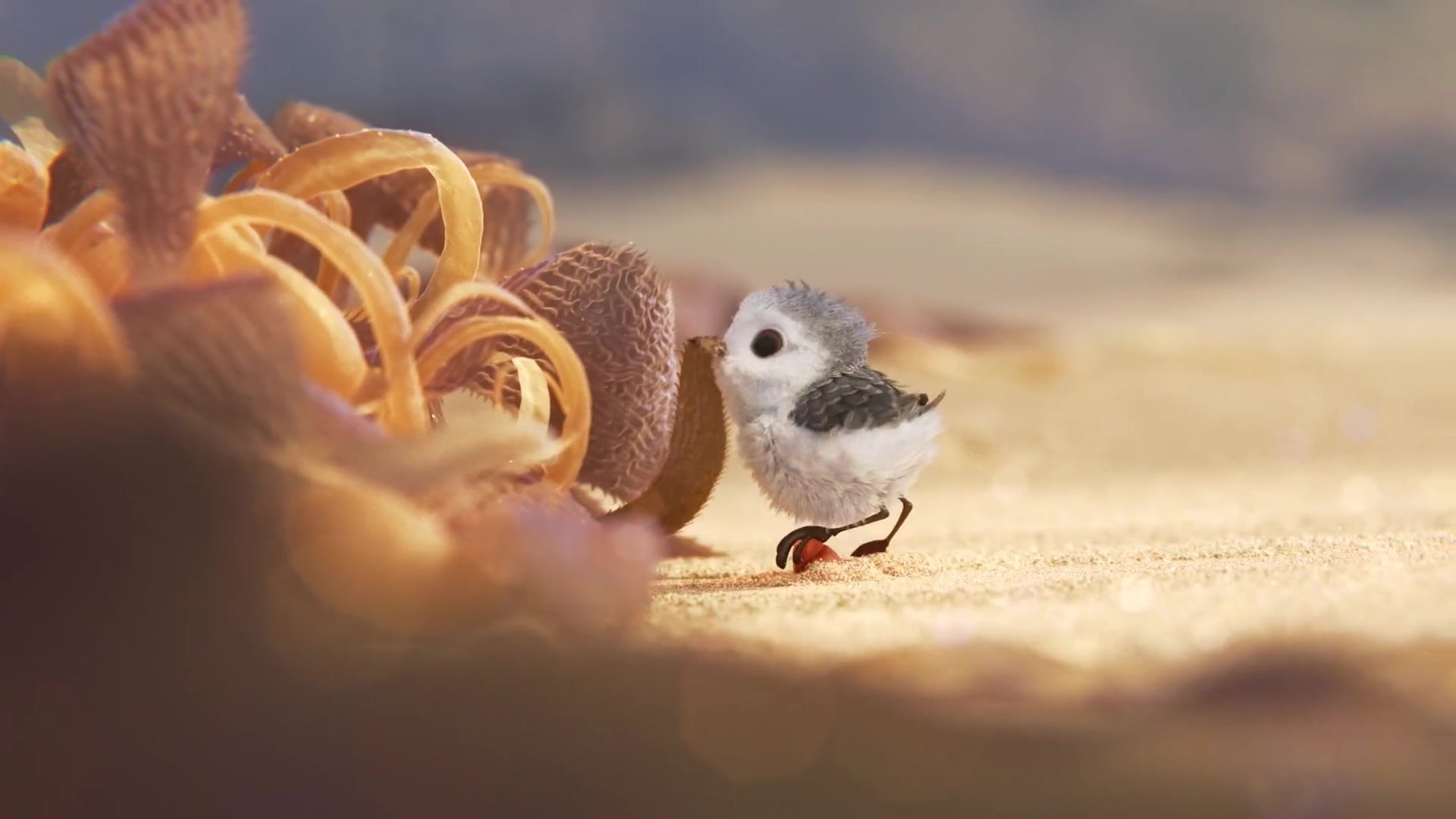 奥斯卡最佳动画短片《Piper 鹬》