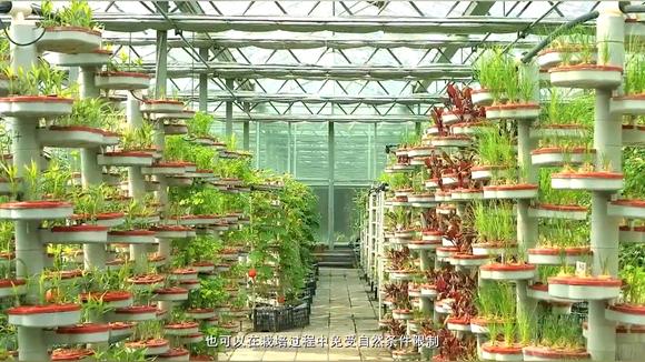 无土栽培蔬菜居然这么好,你知道吗? #无土栽培 #蔬菜大棚