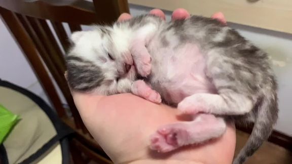#小奶猫的成长日记 每天一个样#木木 #婉婉 的崽崽#小奶猫