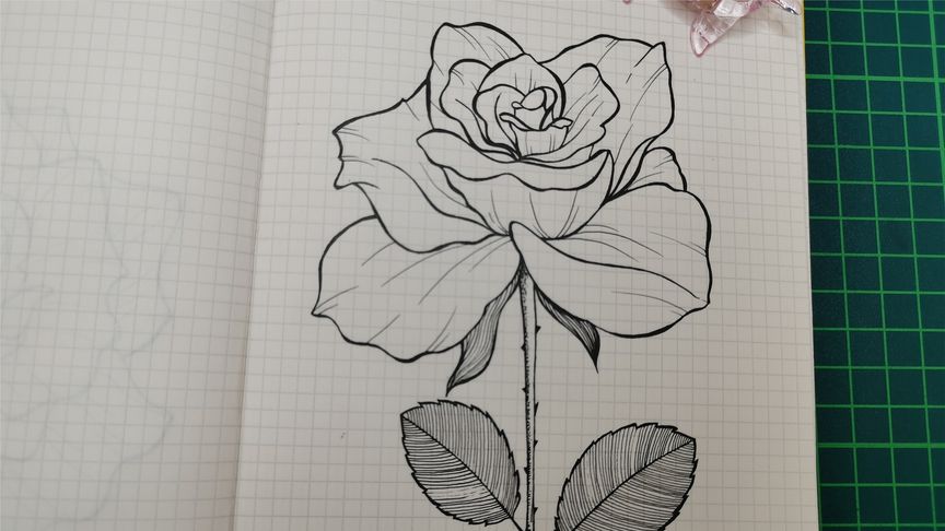 零基础针管笔线描画(花卉)系列~玫瑰花的画法3