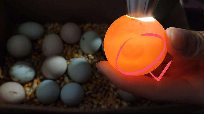 如何分辨孵化前的鸡蛋那些是受精蛋