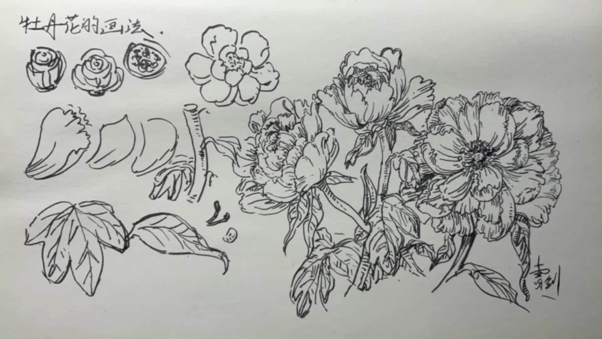 牡丹花怎么画?钢笔画速写教学,手绘...