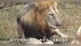 实拍雄狮打架,1只对战4只,场面一度无法控制,太震撼了!