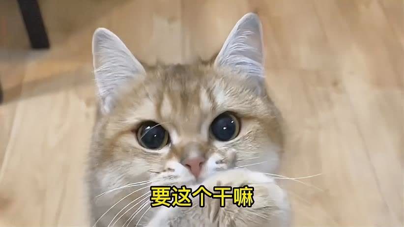 发情的小母猫有多可怕?它竟爱上了棉花棒,还让绝育的公猫帮它要