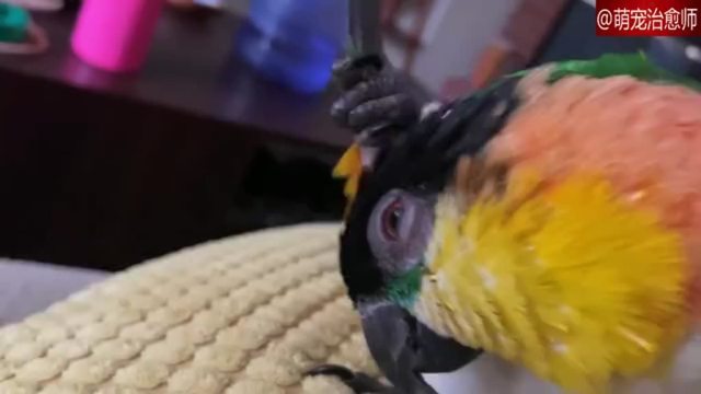 小家伙用自己的羽毛给头挠痒,自产自销,一根起效?