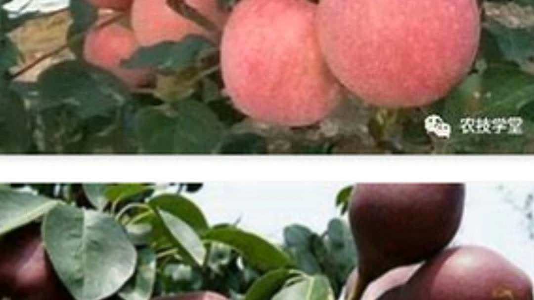 果树栽培 技术资料 视频教程基础育苗施肥嫁接修剪套袋病虫害经验
