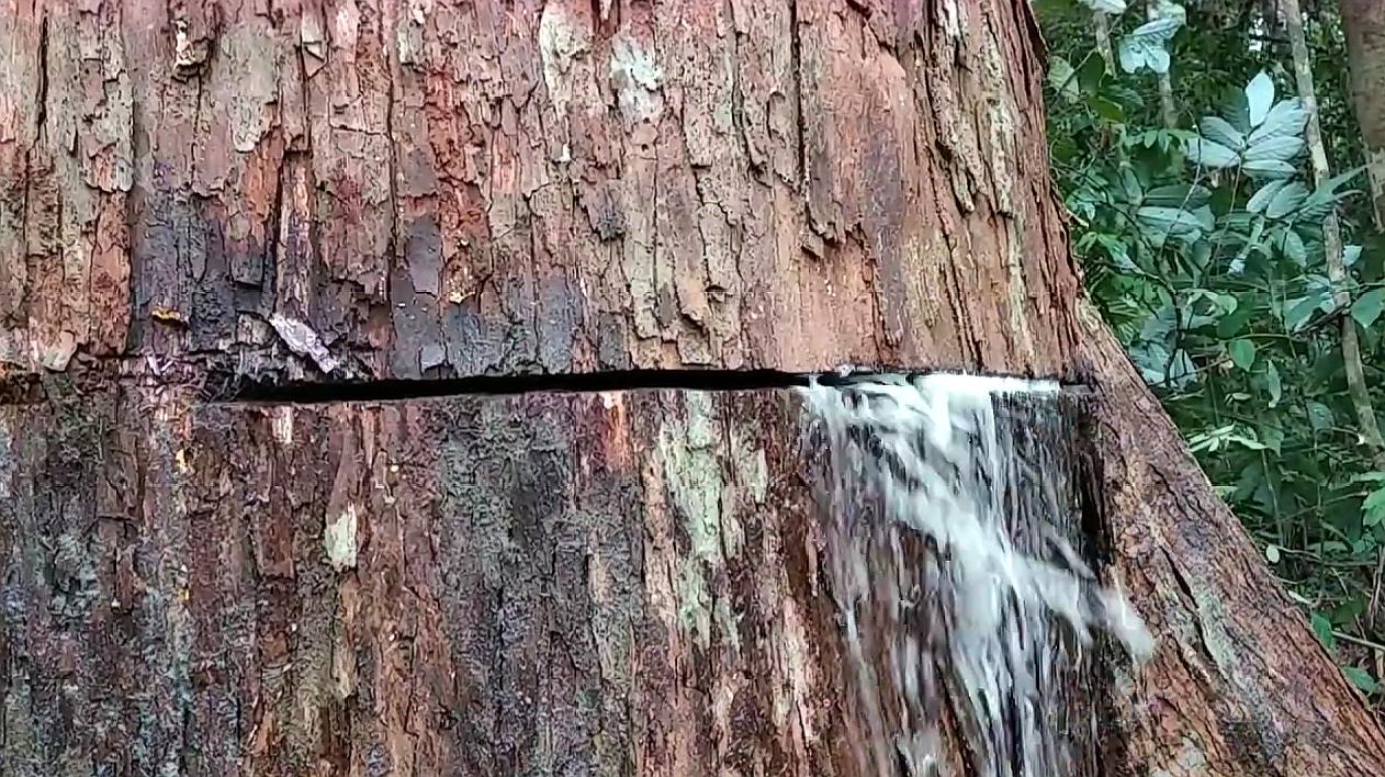 男子砍伐百年大树,大树一直往外“喷水”,难道是流泪了?
