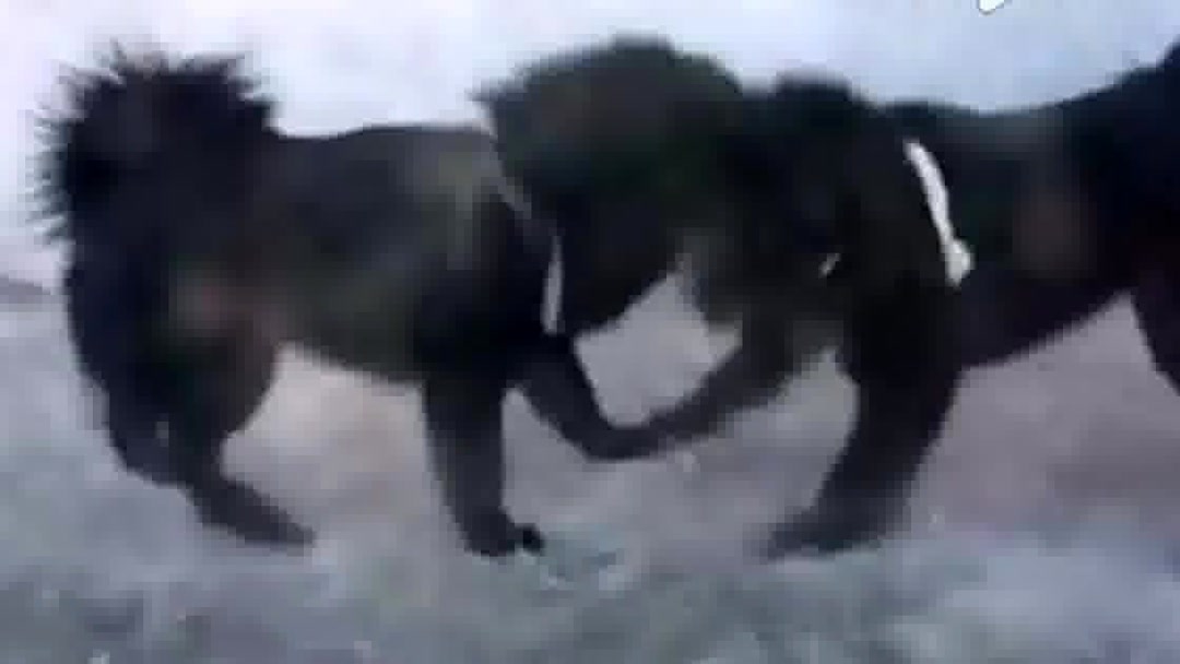 动物藏獒打架视频,