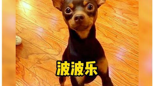 一只狗狗竟然可以用肢体语言和主人无障碍交换#宠物 #萌宠