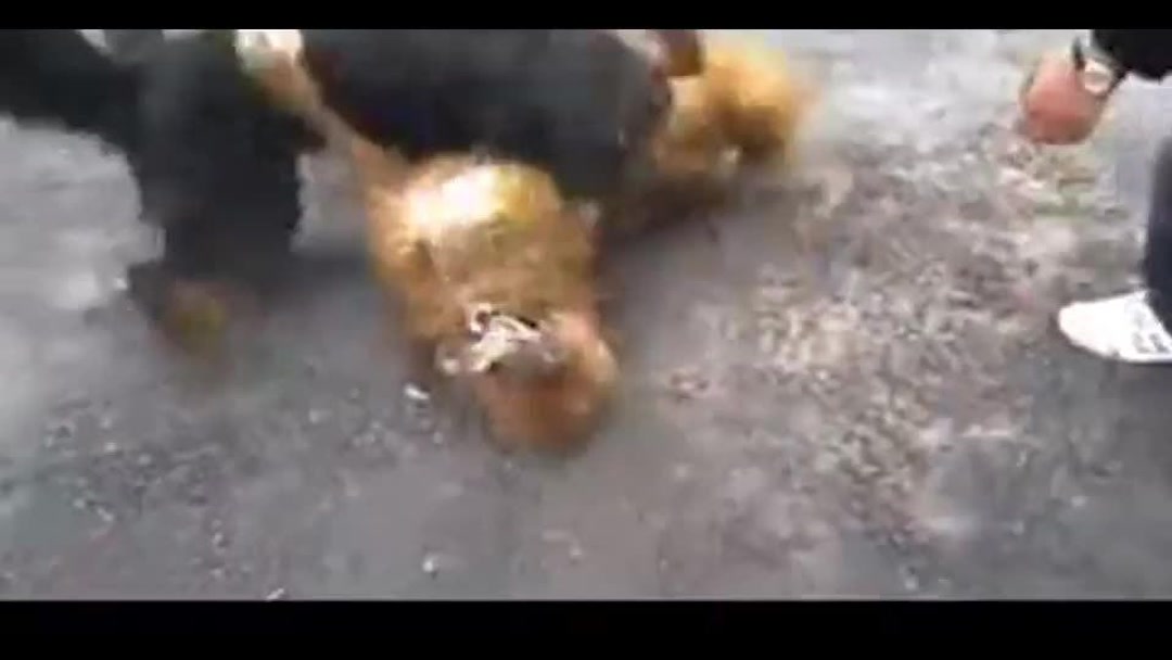 纯种藏獒打架视频^`