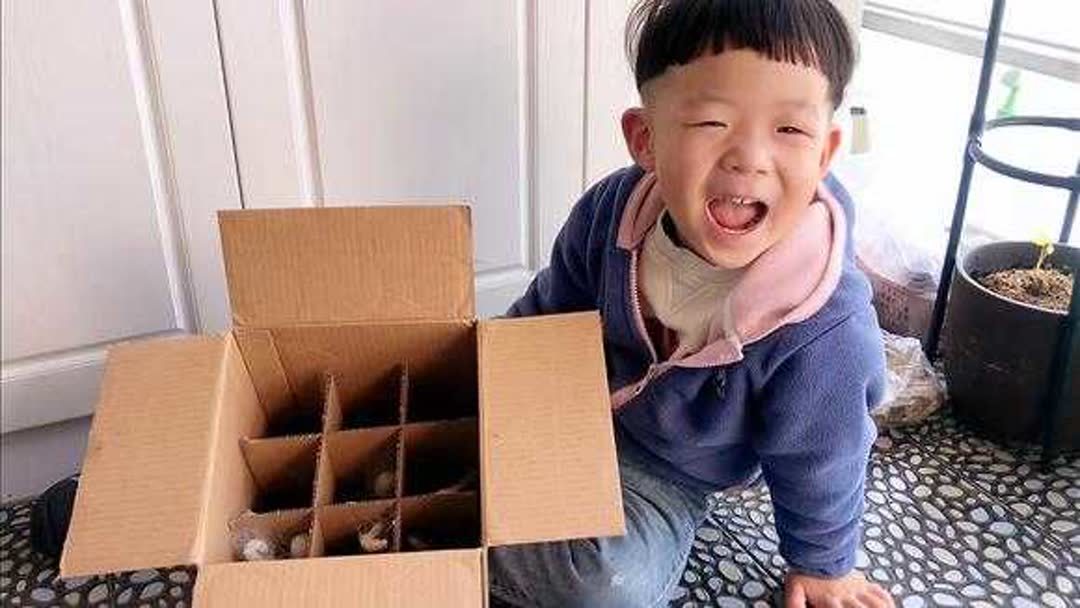 3岁宝宝养了一个月的蚕宝宝终于结茧了,蚕丝做得白房子真漂亮