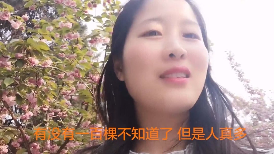打工生活:休息出去散步,无意遇到100棵樱花树,大饱眼福啊