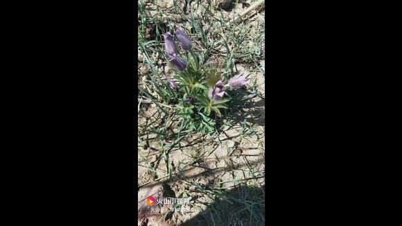 这种花具有一定的药用价值