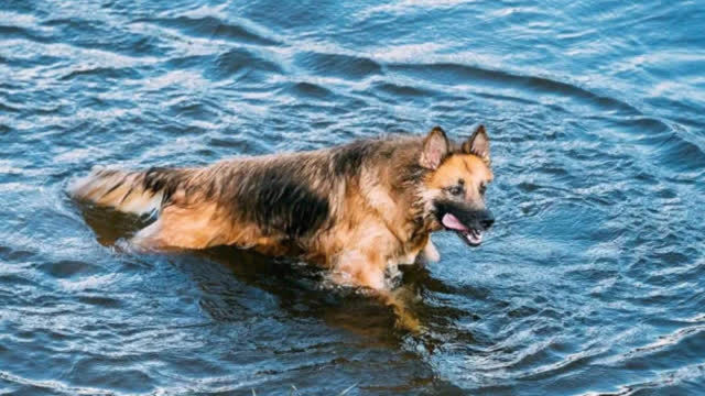 狗狗掉进25米深井,绝望之际遇好心人下井救助