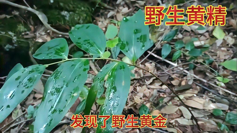 红红在一个蛇洞边发现一棵黄精,吓了一跳!