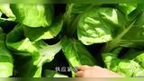 农村常见的蔬菜“牛皮菜”, 被人拿来喂猪, 却不知它的营养价值
