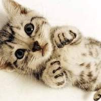 爱吃草的小柯基 