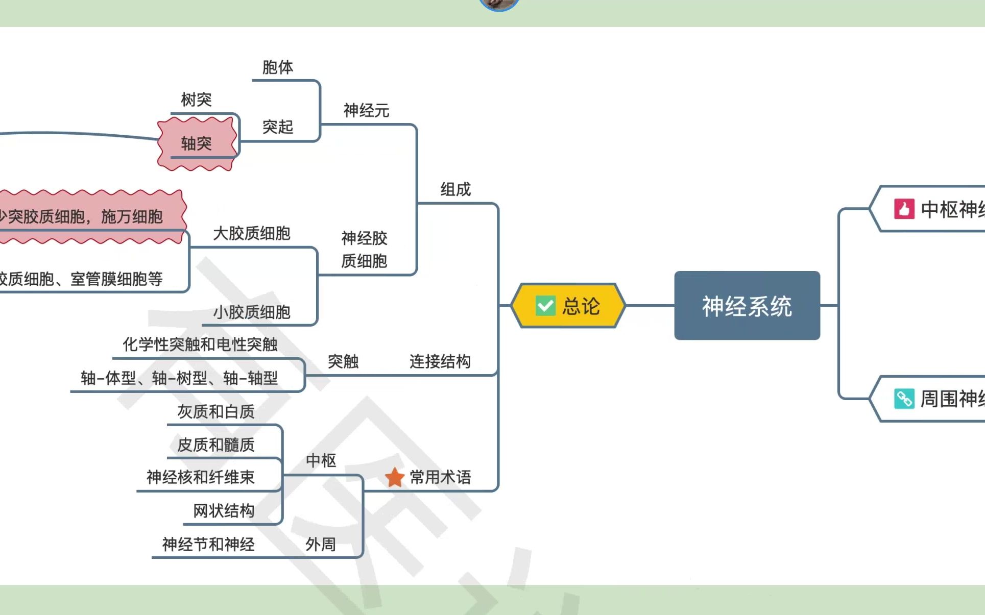 系统解剖学 学习利器-思维导图
