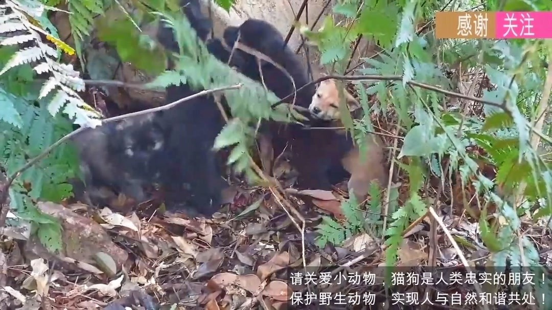 在满是蚊子的森林里,救出了5只失去妈妈的小狗!