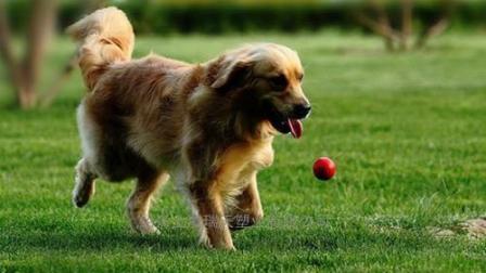 训练狗狗定点排便 训狗方法