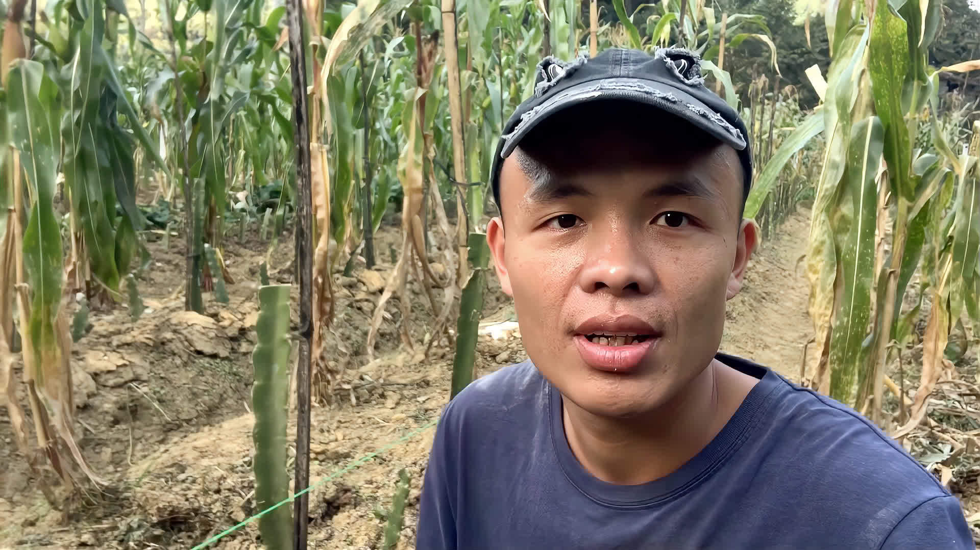 火龙果搭架子,拉钢线要比搭钢管的成本少许多,你们觉得呢?