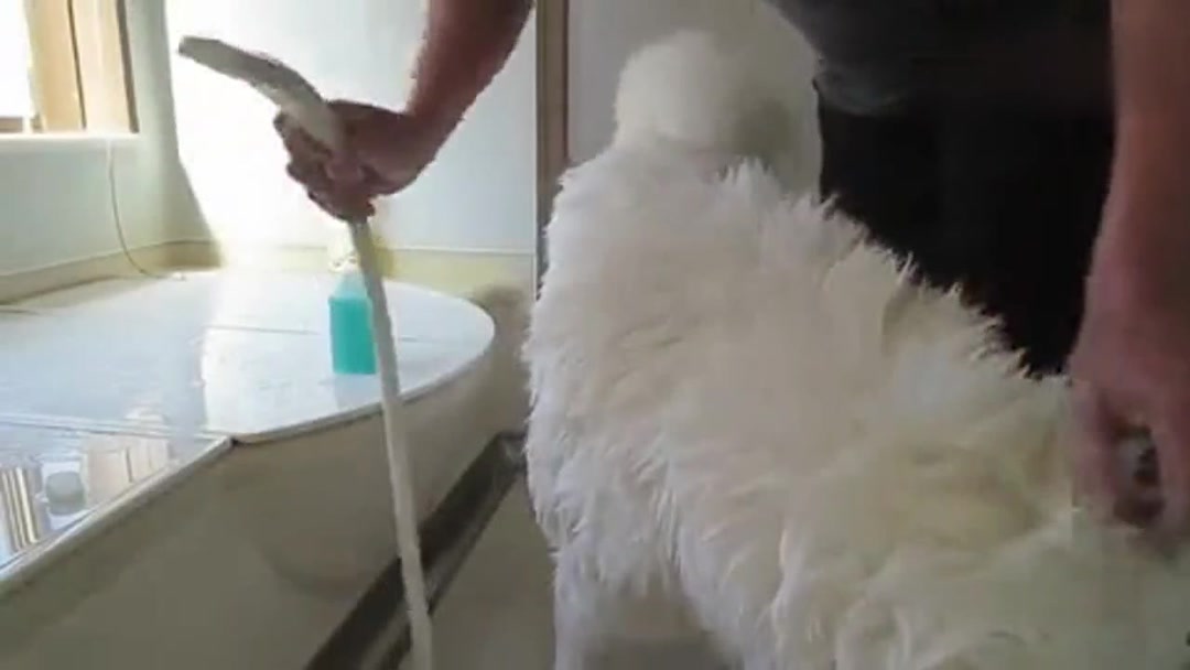 帮宠物狗洗澡,看它那开心样