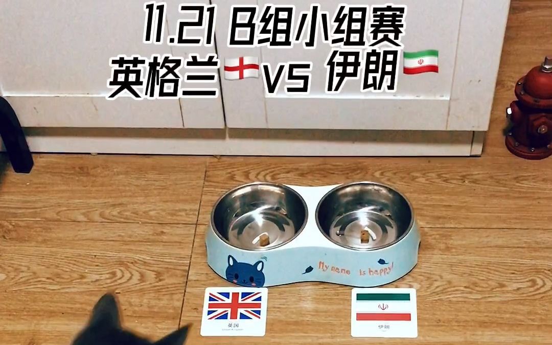 世界杯小组赛英格兰vs伊朗,小猫鲍伊预测,压上所有小鱼干,就是梭哈～