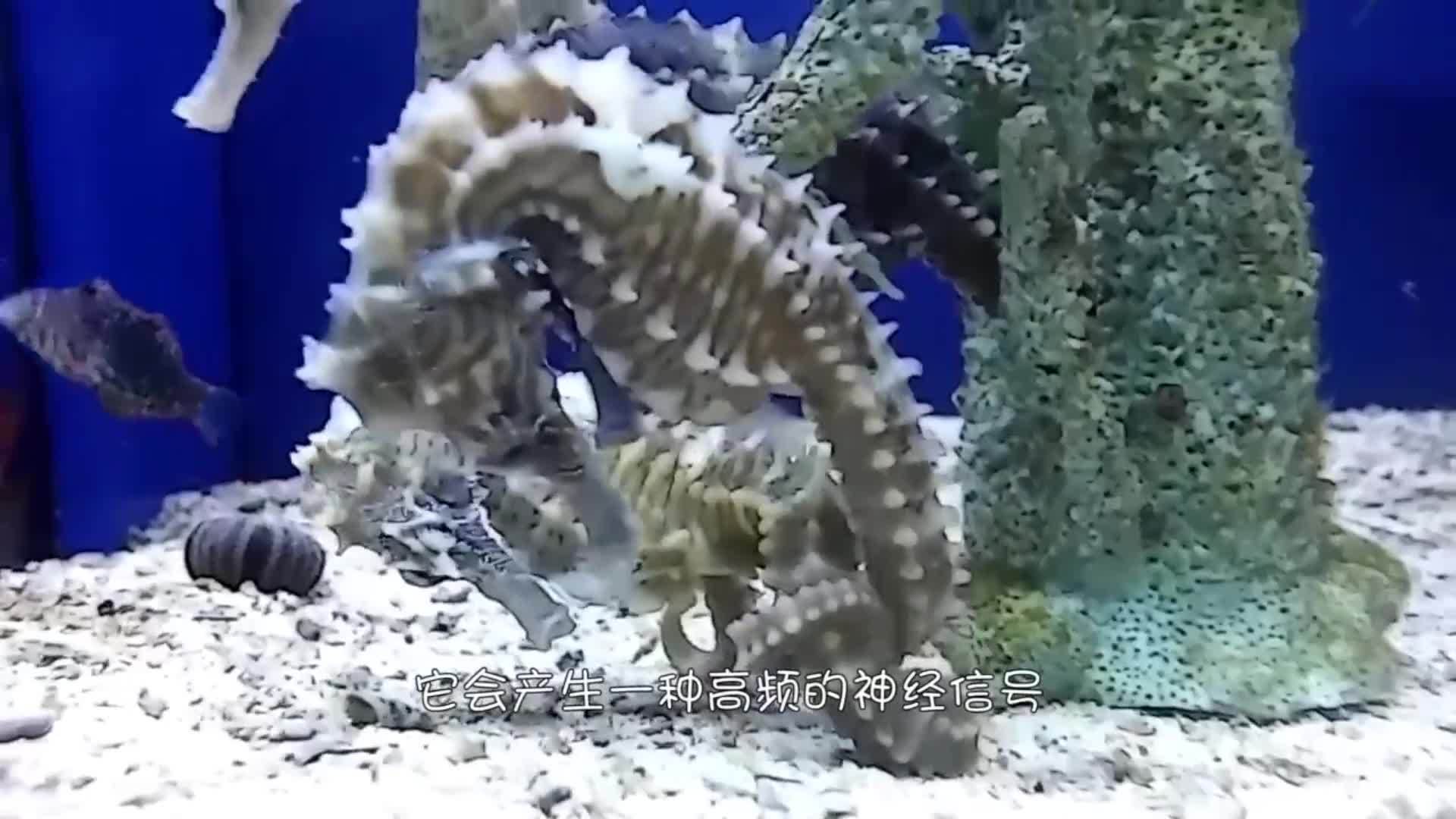 鱼的记忆只有7秒?老外亲自做实验,原来我们被骗了这么多年