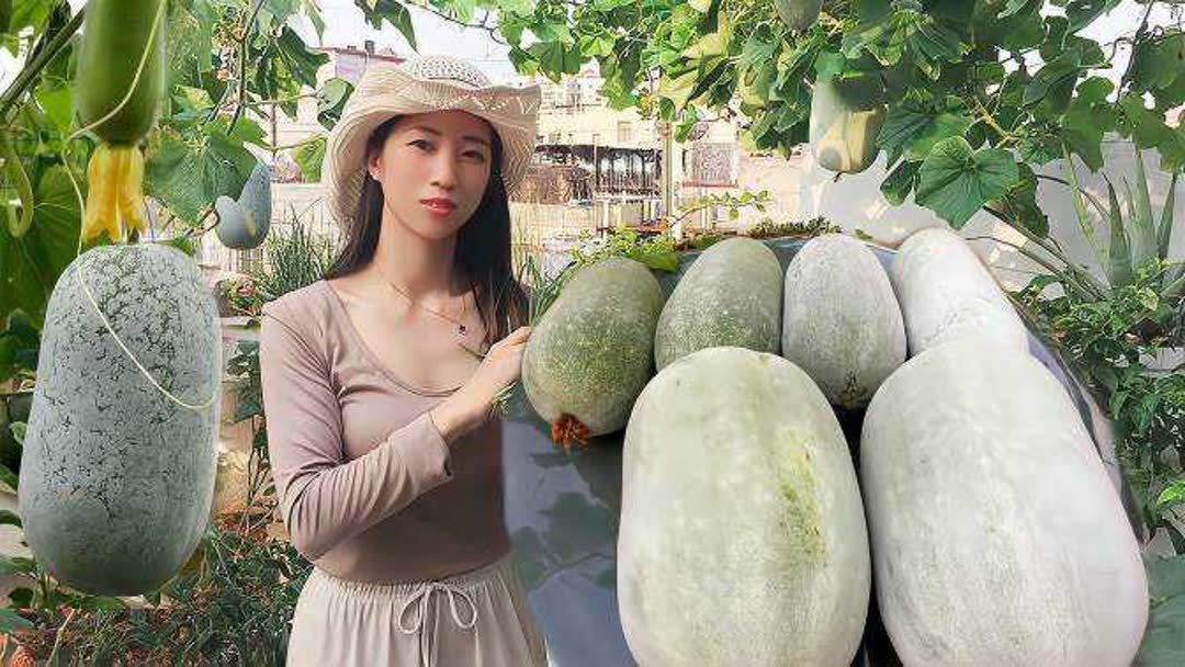 随意一丢籽冬瓜结满藤,这大冬瓜,我这小身板摘起来太吃力了
