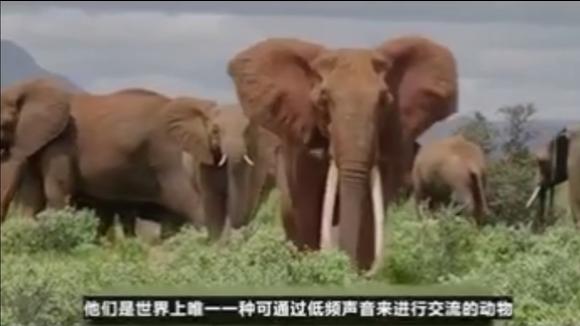 我们不了解的大象世界