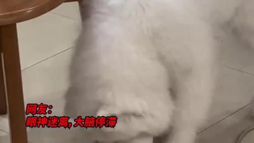 狗狗在撕咬东西,被主人发现后瞬间呆了