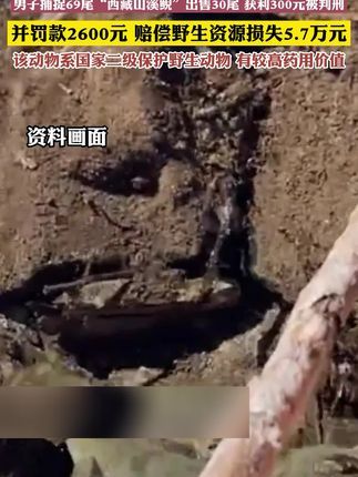...资源损失5.7万元。该动物系国家二级保护野生动物有较高药用价值。