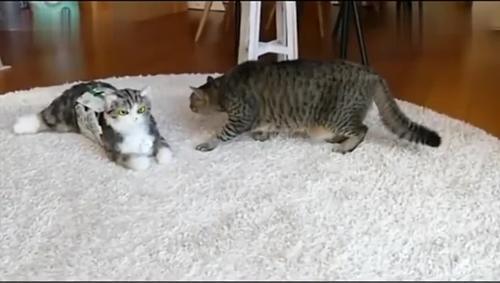 主人用猫咪的毛做了个和它一样的猫咪,下一秒猫主子反应,笑喷了!