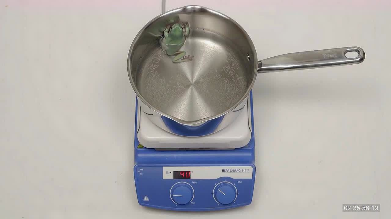 "温水煮青蛙"到底会发生什么?科学家直接实验,镜头记录全过程