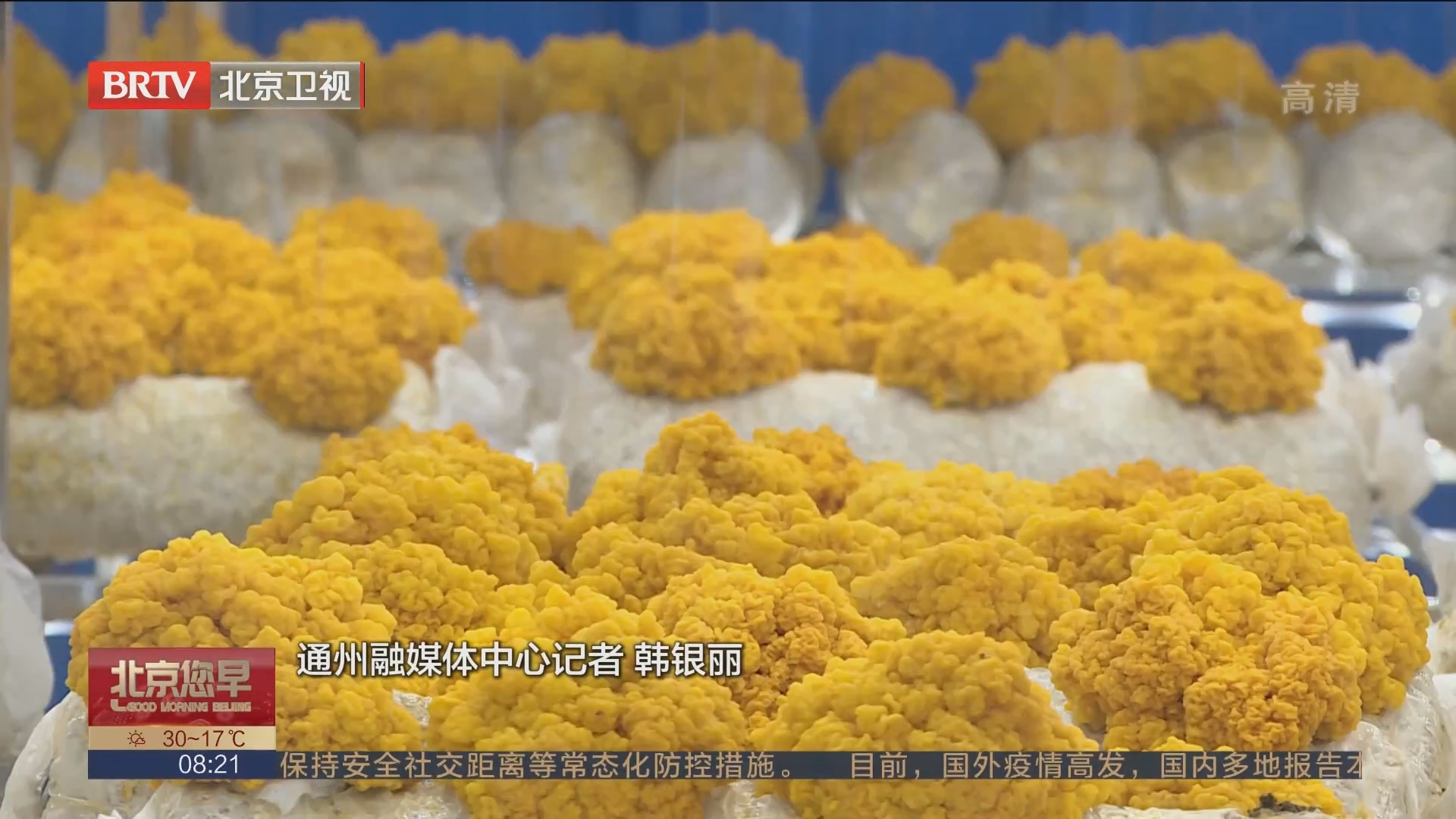 [北京您早]金耳种出好“钱”途 “我为群众办实事”公益直播带货走进...