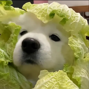 噜噜伽 
