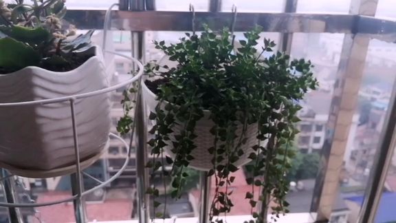 爱花却不怎么会养—寻求诀窍中